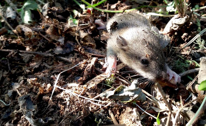 Wild mouse stock photo. Image of forest, mice, forestmouse - 100792502