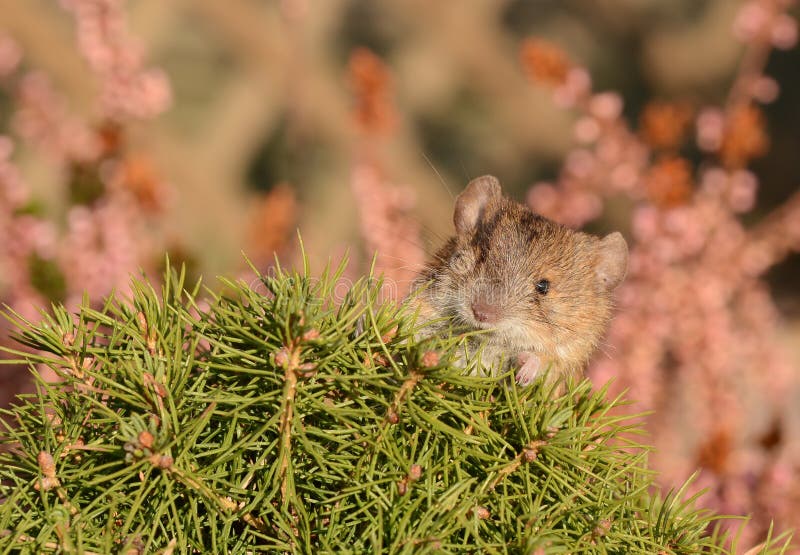 Wild mouse stock photo. Image of ears, green, natural - 42892174