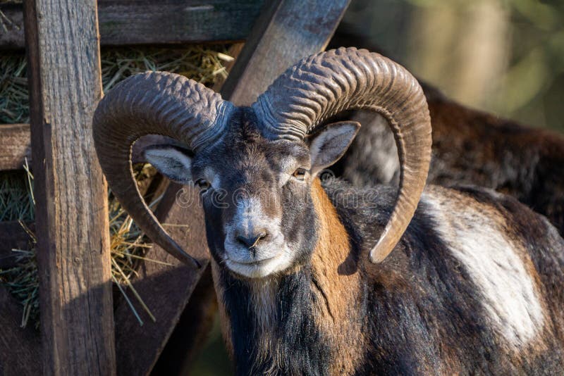 Wild Mufflon Looking into the Camera with Massive Horns Stock Photo ...