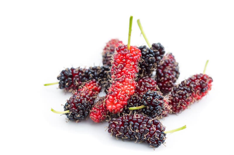 Wild mulberry stock photo. Image of clean, green, tasty - 57491642