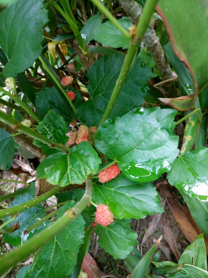 Wild Mulberry, Leaf and Fruits Stock Photo - Image of leaf, fruits ...