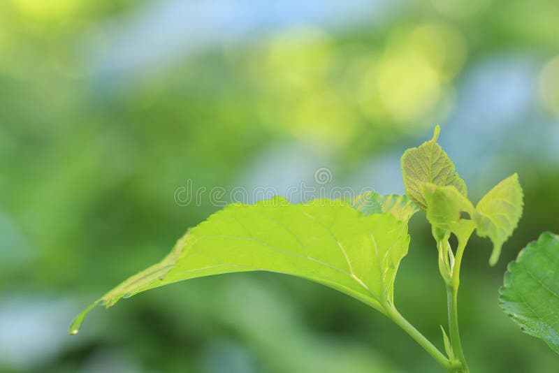 Wild mulberry plant stock image. Image of outdoor, green - 82812261