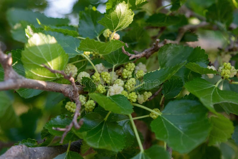 Wild Mulberry Tree in the Garden Stock Photo - Image of outdoors ...