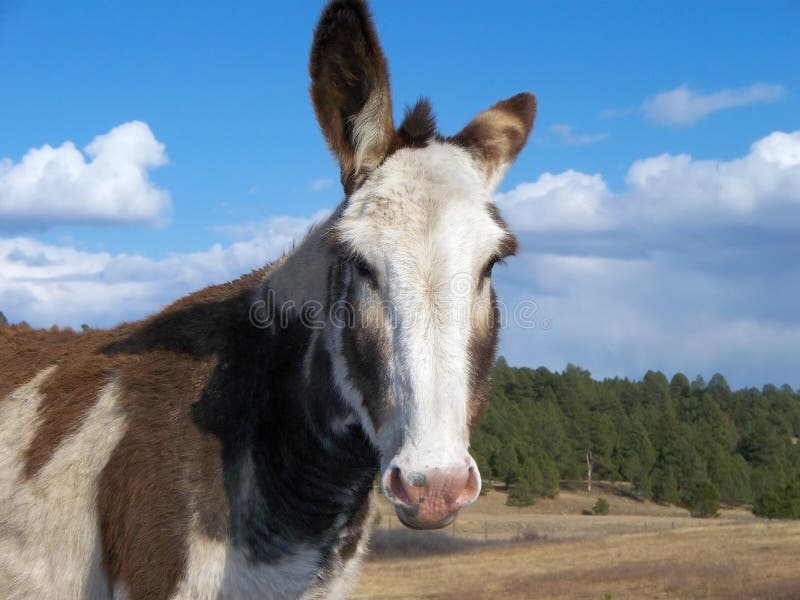 Wild mule stock image. Image of animal, nature, donkey - 8118379