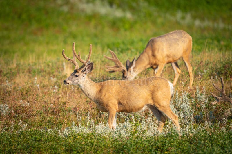 Wild Mule Deer in a Farm Field in the Grasslands of Southern Alberta ...