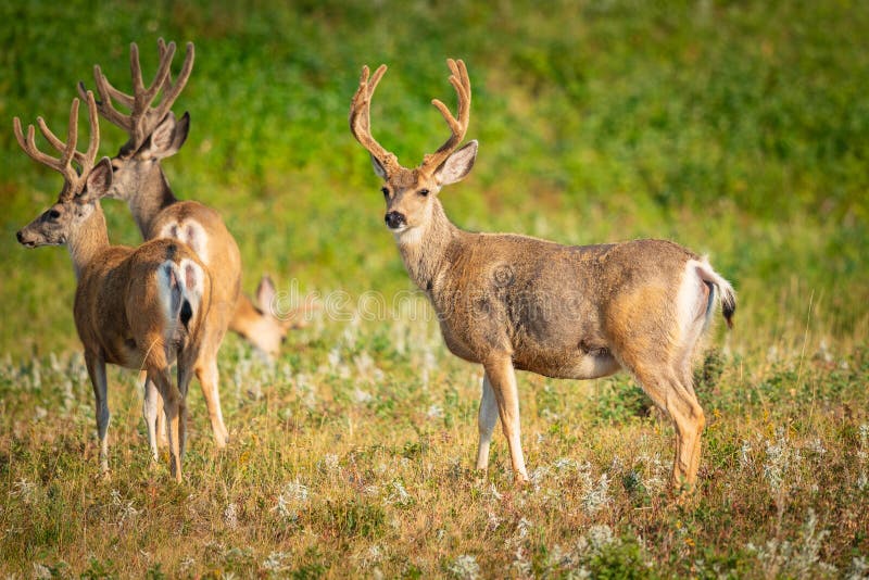Wild Mule Deer in a Farm Field in the Grasslands of Southern Alberta ...