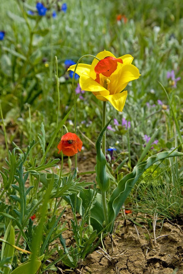 Wild multicolored tulips stock image. Image of macro - 195633773