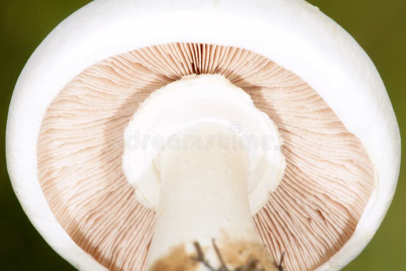 Wild mushroom stock image. Image of mushroom, macro, close - 44797863
