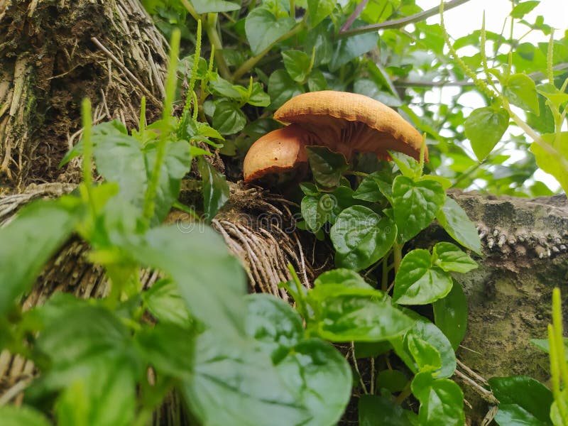 Wild mushroom on dry root stock image. Image of flower - 208351457