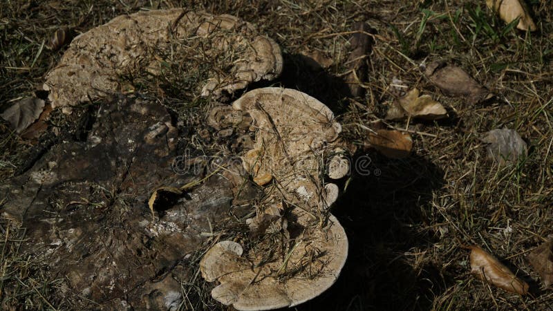 Wild Mushroom Growing on Old Tree Root Stock Image - Image of forest ...