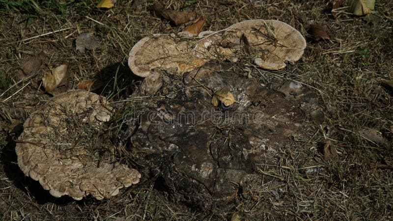 Wild Mushroom Growing on Old Tree Root Stock Image - Image of ...