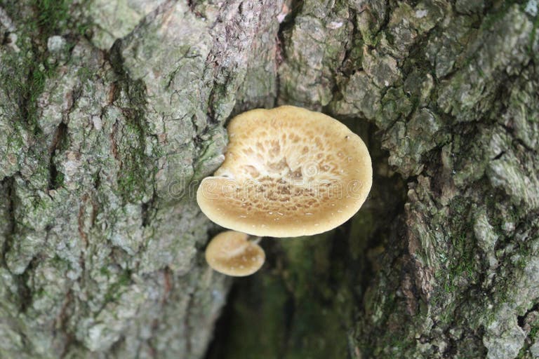 292 Tree Decomposition Process Stock Photos - Free & Royalty-Free Stock ...