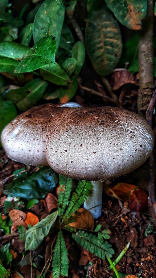 Wild Mushroom Russula Integra Stock Image - Image of soil, wildmushroom ...