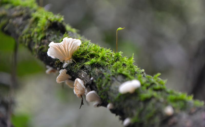Wild Mushroom Sprouting in Wild Stock Photo - Image of branch, plant ...
