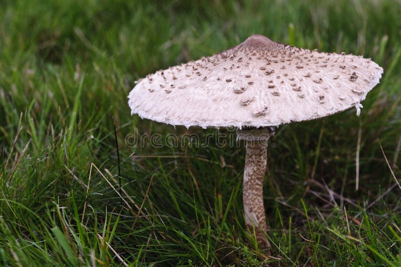 Wild Mushroom Toadstool in Meadow Stock Image - Image of fungus, bulb ...
