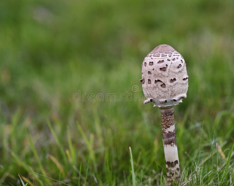 Wild Mushroom Toadstool in Meadow Stock Image - Image of gills, nature ...