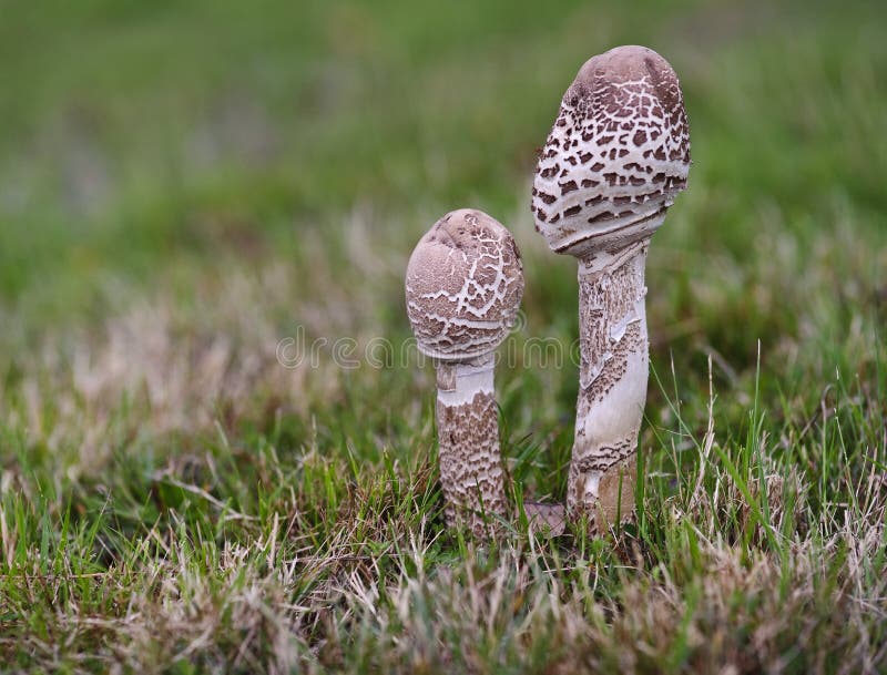 Wild Toadstool Isolated in Color Stock Image - Image of nature, spotted ...