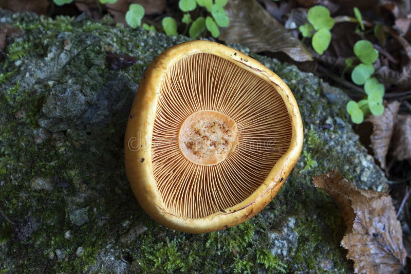 Detailed Gill Structure Stock Photos - Free & Royalty-Free Stock Photos ...