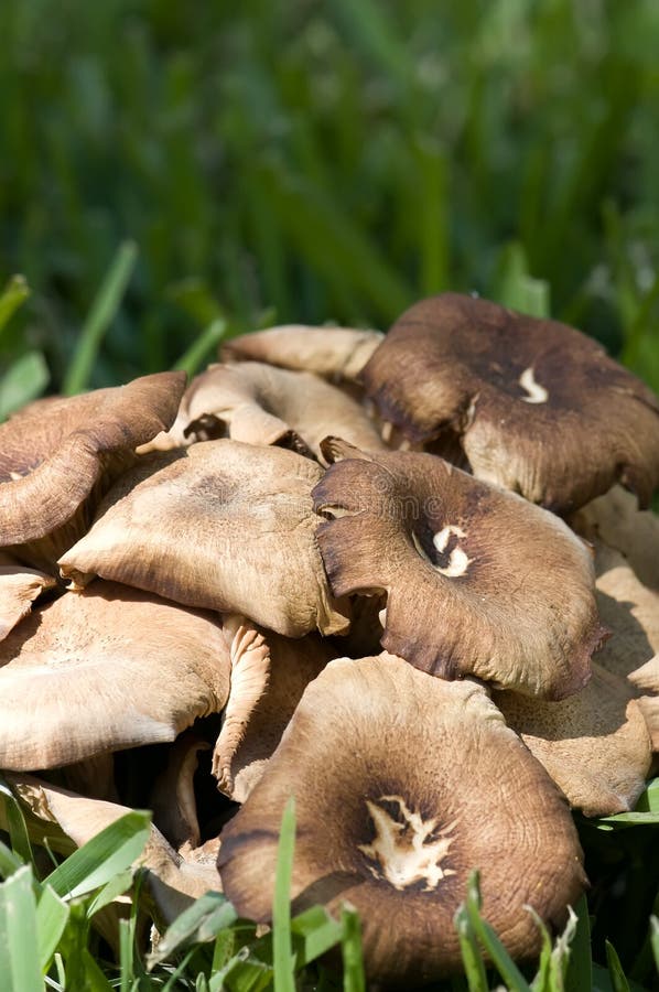 Wild mushrooms stock image. Image of wild, outdoor, outdoors - 10119499