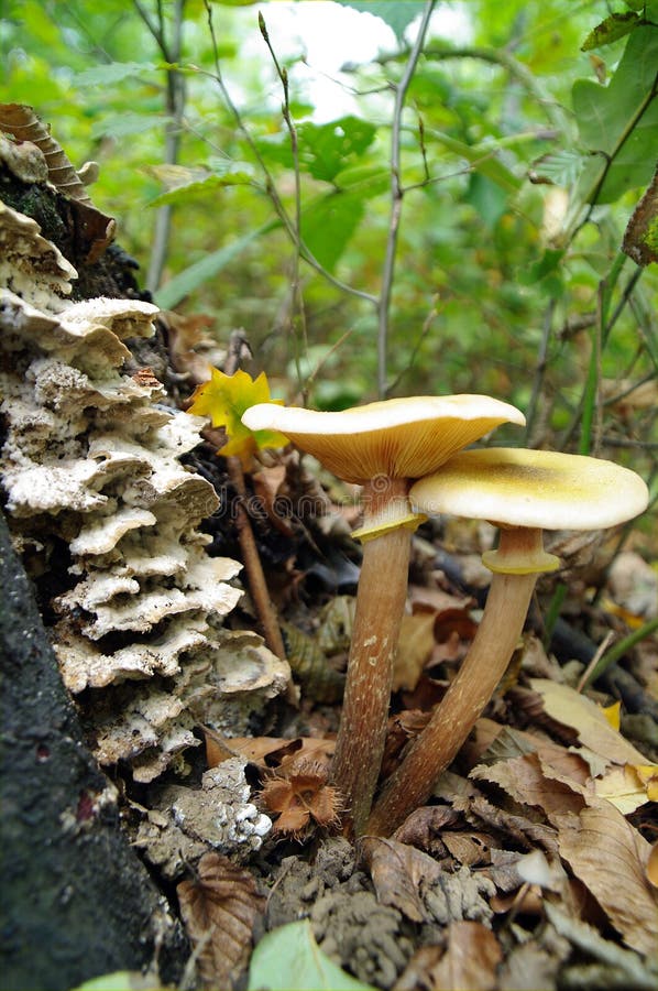 Wild mushrooms stock photo. Image of organism, head, growing - 13393898