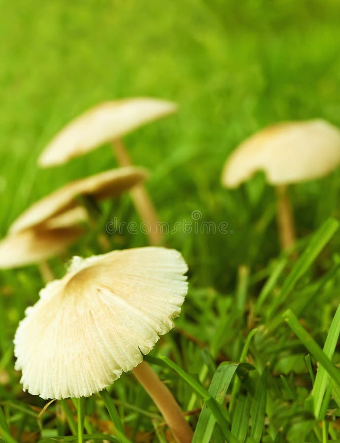Wild mushrooms stock photo. Image of spring, green, grass - 19758626