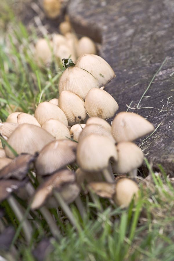 Wild mushrooms stock photo. Image of fungal, fungus, diet - 7341322