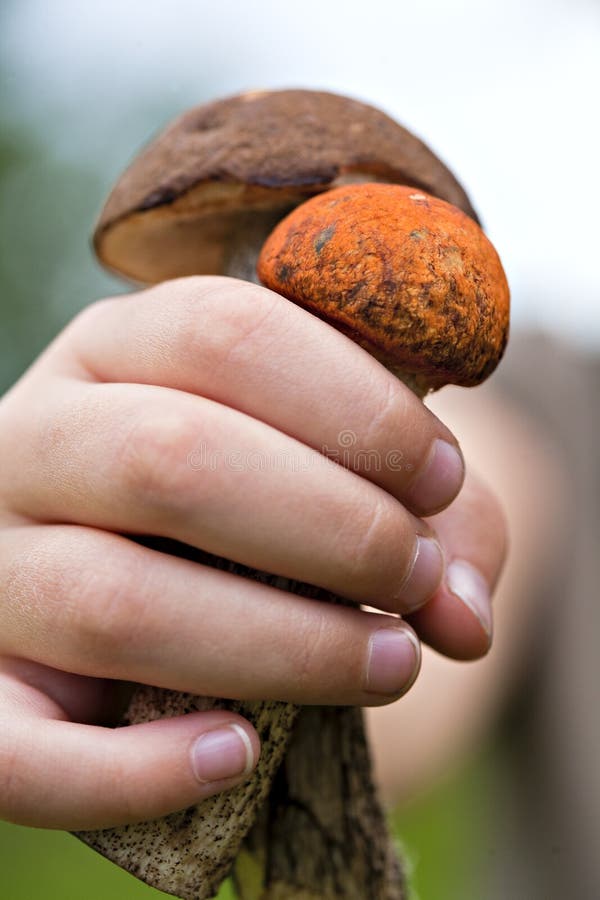 Wild Mushrooms in a Child S Hand. Stock Photo - Image of hold, child ...