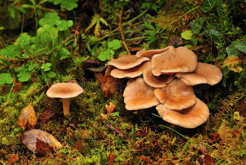 Wild Mushrooms (Clitocybe Squamulosa) Stock Photo - Image of group ...