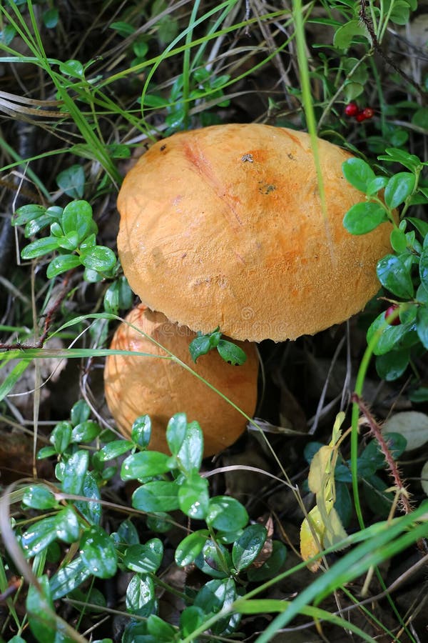 Wild Mushrooms in the Forest on a Green Background Close-up Stock Photo ...