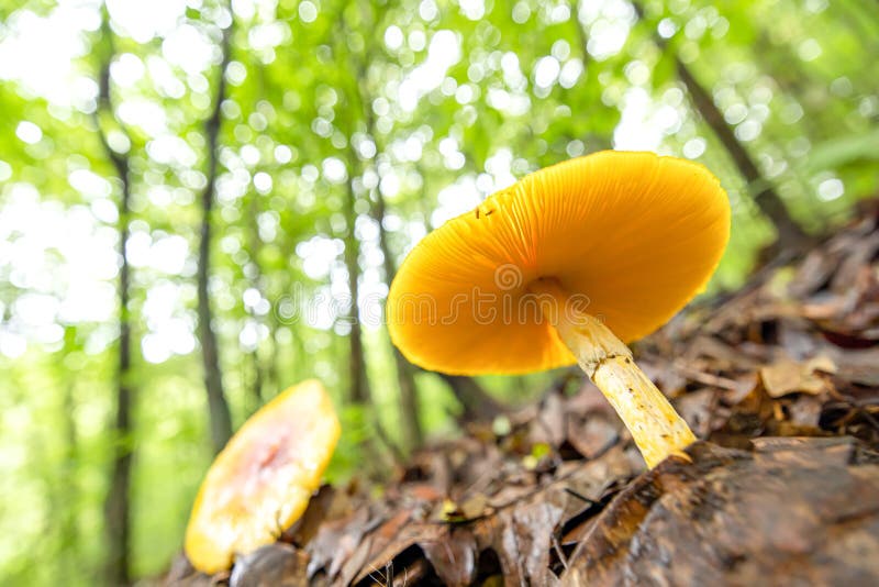 Wild Mushrooms Grow on Forest Ground in Springtime Stock Photo - Image ...