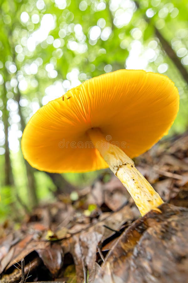 Wild Mushrooms Grow on Forest Ground in Springtime Stock Photo - Image ...