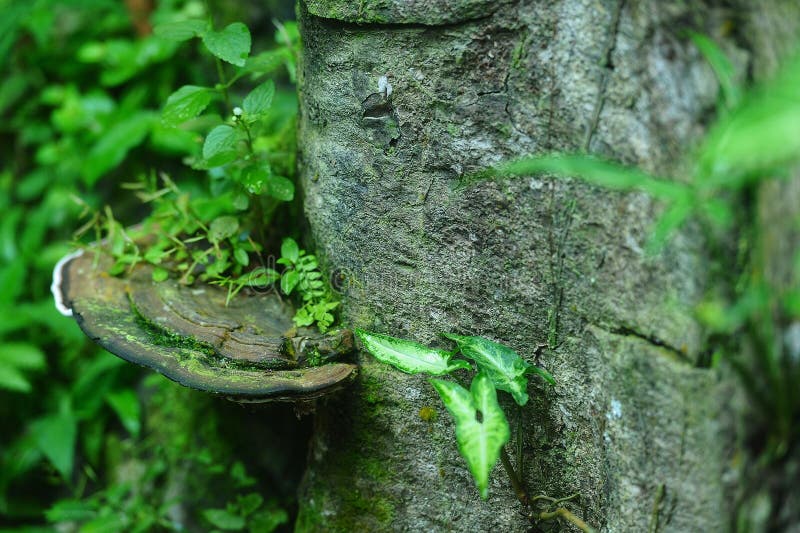 Object and outdoor stock image. Image of wildlife, tropical - 266501455