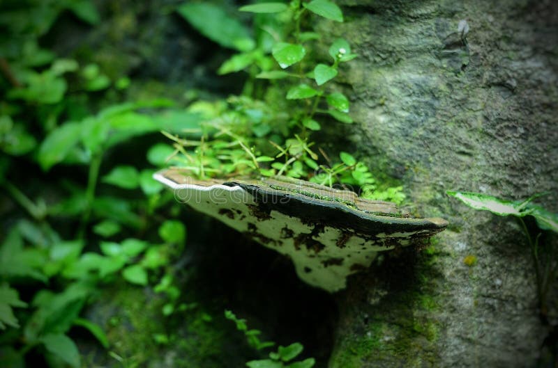 Object and outdoor stock photo. Image of wallpaper, used - 266529672