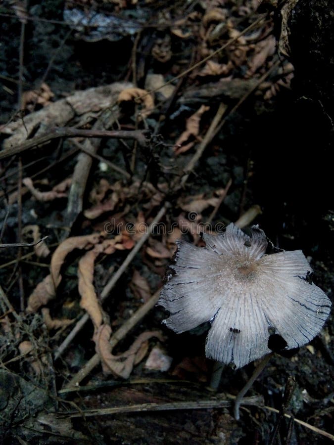Wild Mushrooms Grow Under the Vegetable Starfruit Tree. Wild Mushrooms ... Wild Mushrooms Grow Under the Vegetable Starfruit Tree. Wild Mushrooms ...