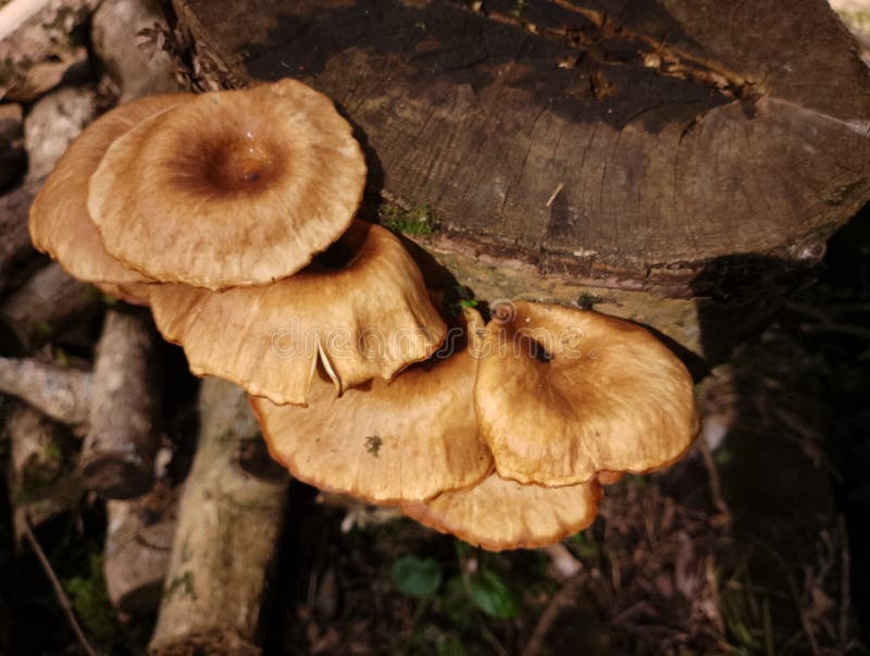 Wild Mushrooms Growing on Dead Tree Trunksï¿¼ Stock Photo - Image of ...
