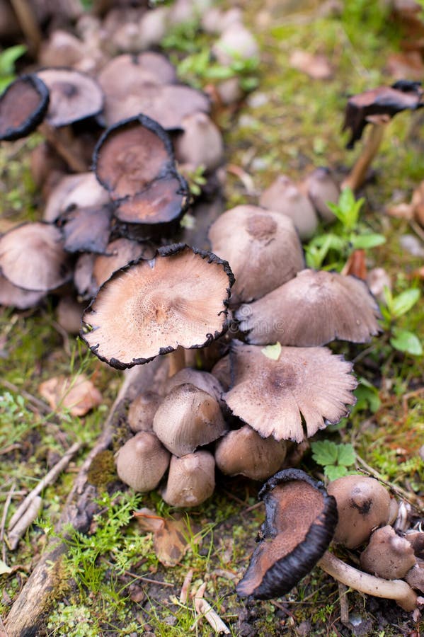 Wild Mushrooms Growing on the Forest Floor Stock Photo - Image of ...