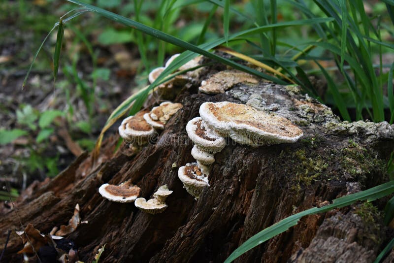 Wild Mushrooms Growing in the Forest. Stock Photo - Image of edible ...