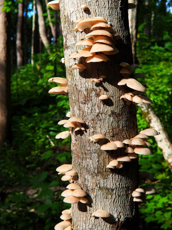 Wild Mushrooms Growing on a Live Tree at the Great Smoky Mountains ...