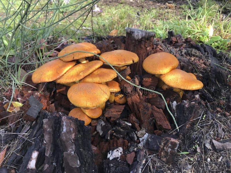 Wild Mushrooms Growing on a Tree Trunk Stock Photo - Image of ...