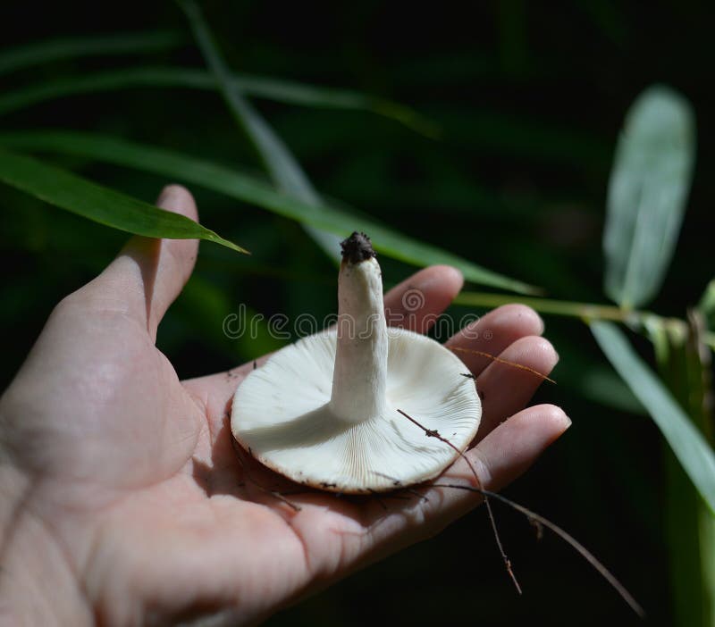 Wild mushrooms in hand stock image. Image of botanical - 57973909