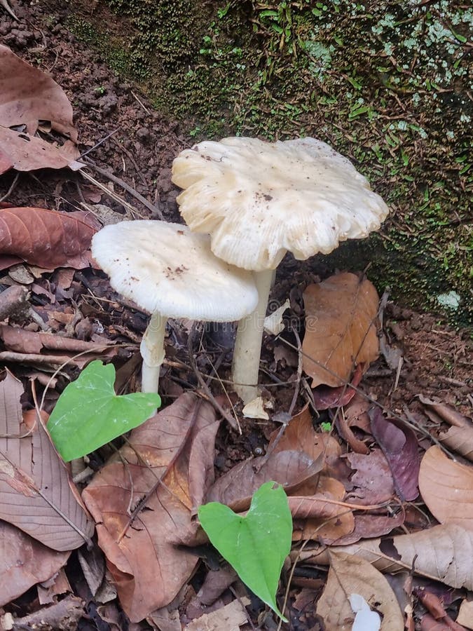 Wild Mushrooms in Indian Mountain Region Stock Photo - Image of wild ...