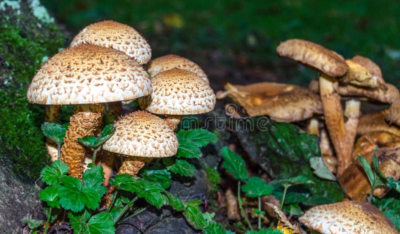 Wild Toadstools Growing in a Clump in a Tree Stock Photo - Image of ...