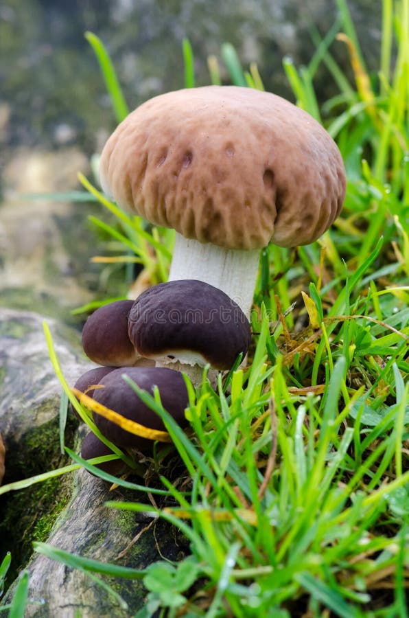 Wild Mushrooms stock image. Image of forest, cooking - 105642867