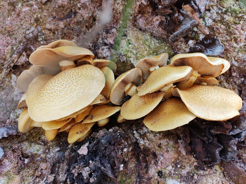 Wild mushrooms in a rock stock photo. Image of mushrooms - 262588242