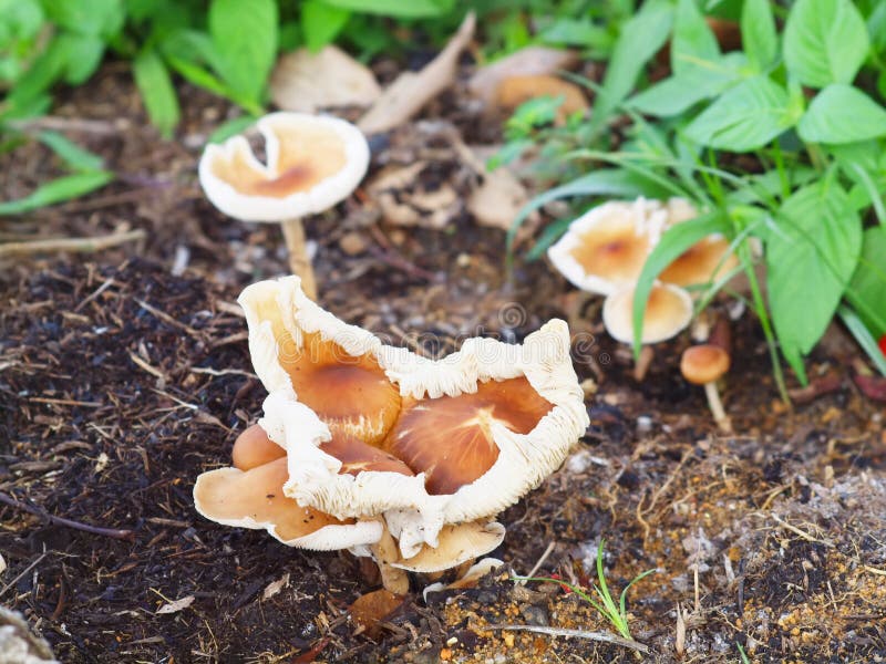 Wild Mushrooms - Toadstools Stock Image - Image of stem, poison: 83579497