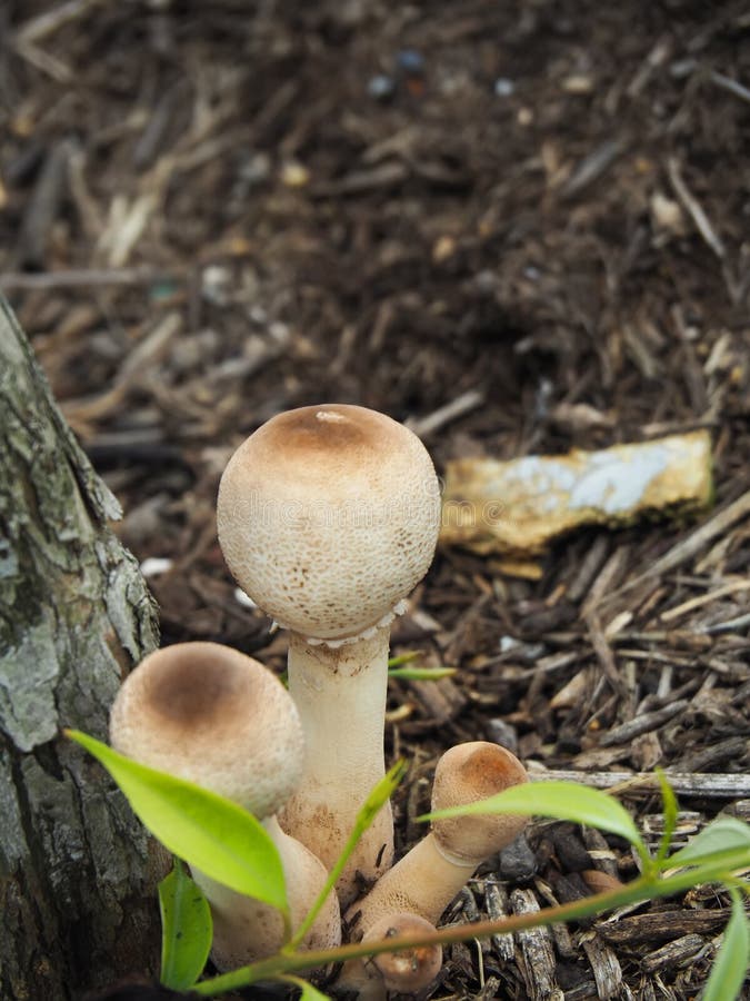 Wild Toadstools Growing in a Clump in a Tree Stock Photo - Image of ...