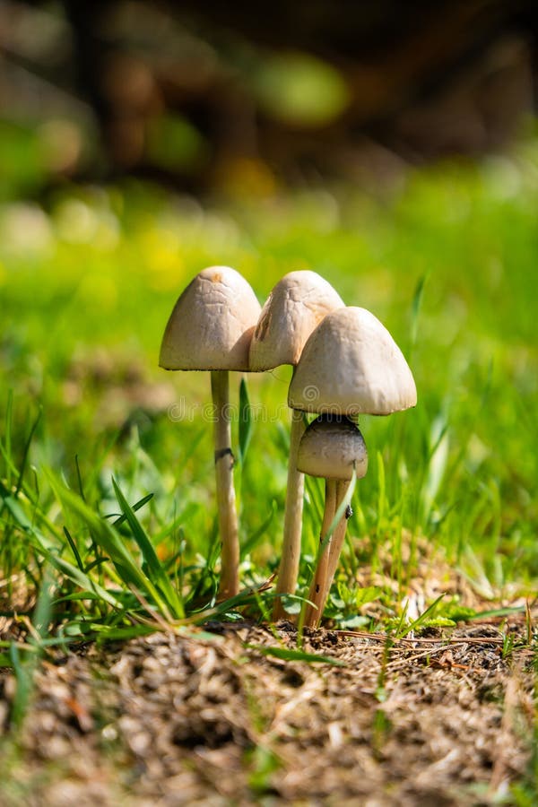 Wild Toadstools Growing in a Clump in a Tree Stock Photo - Image of ...