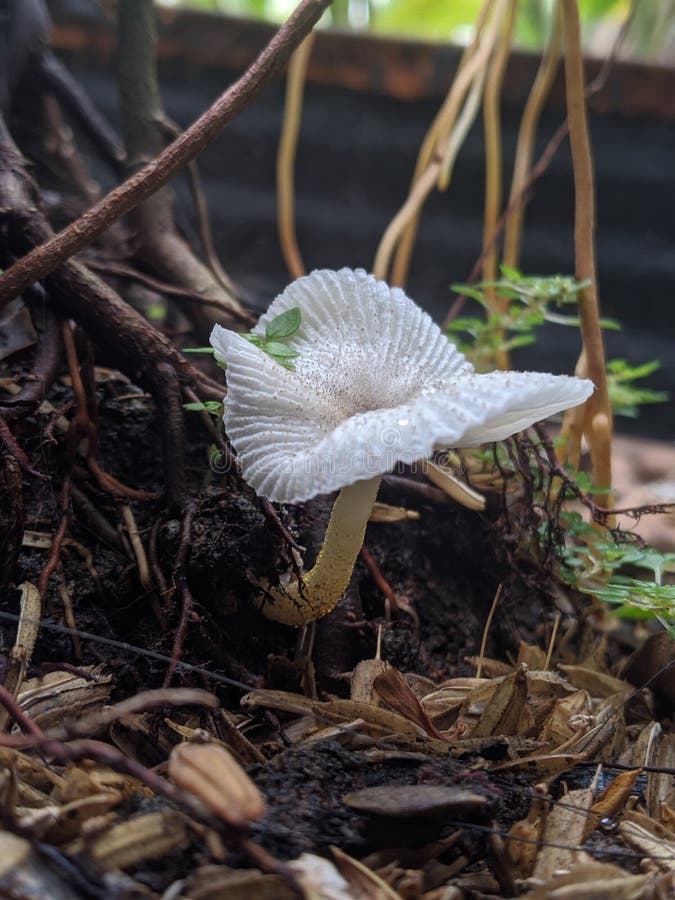 Wild Mushrooms among Tree Roots Stock Photo - Image of wild, mushrooms ...