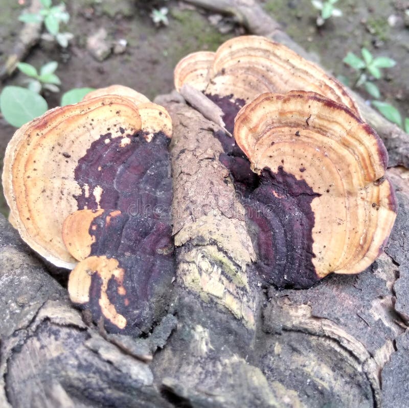 Wild Mushrooms on the Tree Roots Stock Image - Image of roots, soil ...