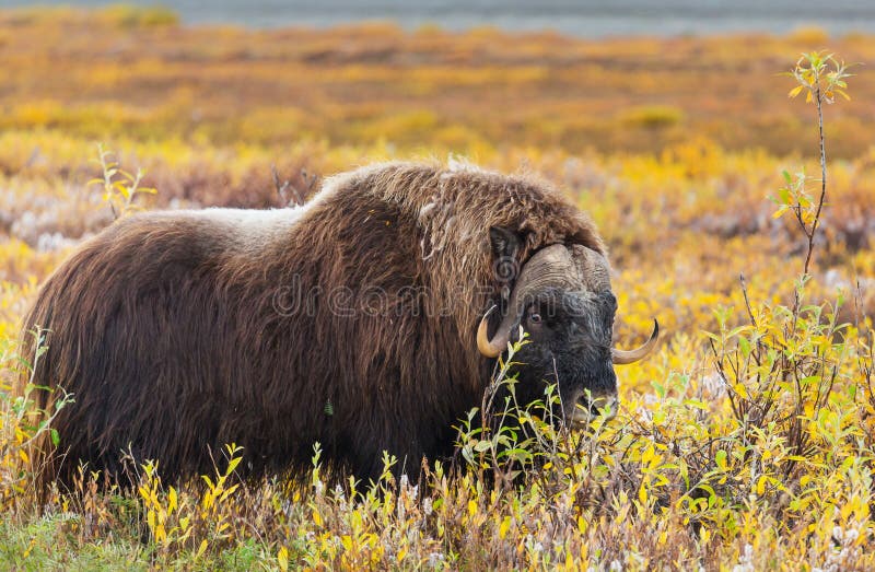 Musk ox stock photo. Image of mammal, eyes, autumn, animal - 266913684 Musk ox stock photo. Image of mammal, eyes, autumn, animal - 266913684